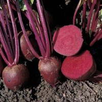 Beetroot Mix - Green Vegetable Seeds Mixed beetroot varieties