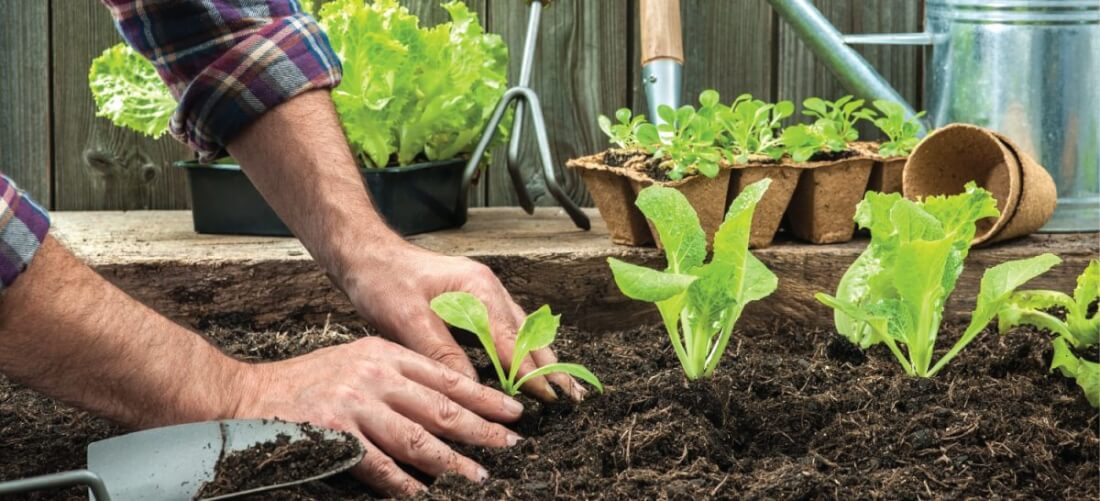 Seed Shop - Green Vegetable Seeds